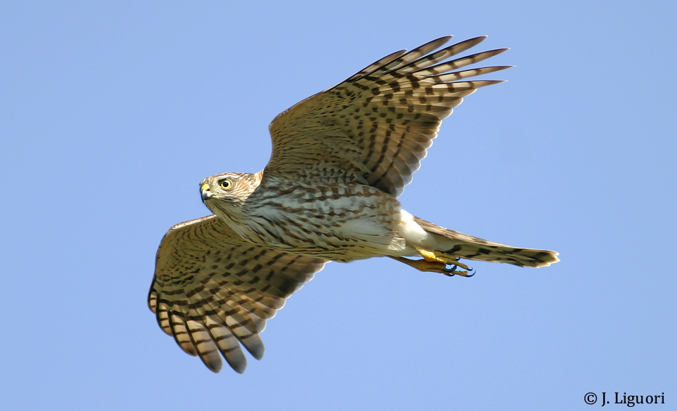 Hawk Identification Tips from every angle (Sharpie vs Cooper and Red ...