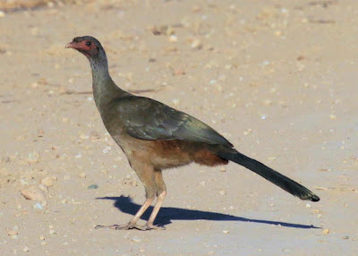 Argentina nativa: Charata (Ortalis canicollis)