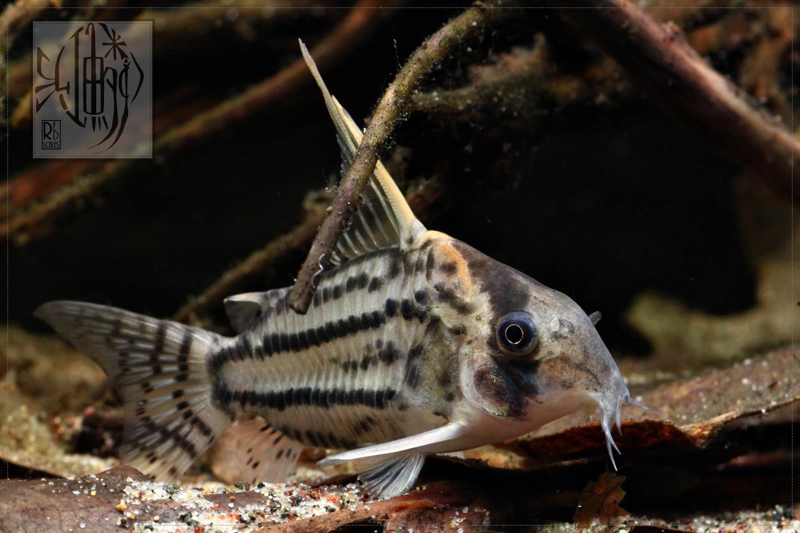 紅鱗水族 Redscales Aquarium: 超級舒瓦茲鼠 CW028 / Corydoras sp.