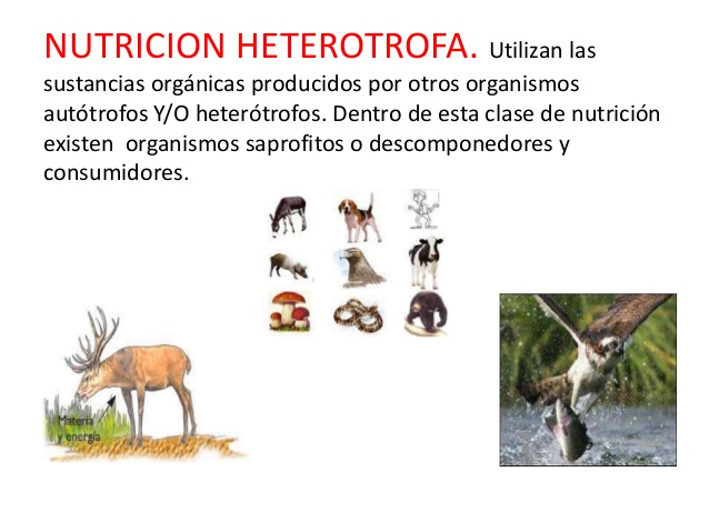 Nutricion Heterotrofa De Las Plantas - chefli