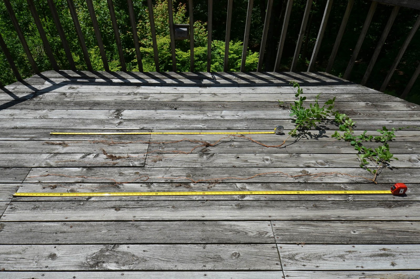 Glastonbury Bittersweet Battlers: Invasive Plants Journal: Oriental ...