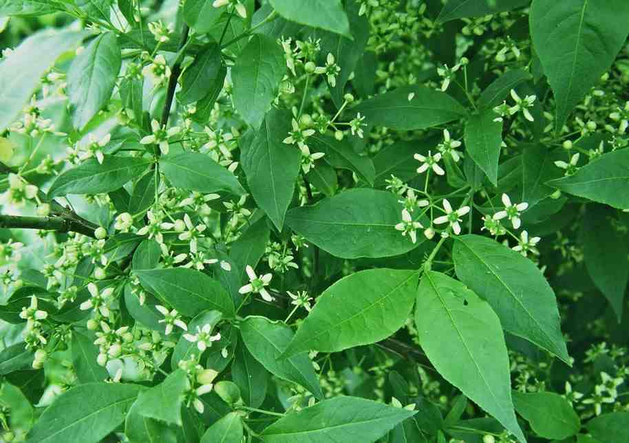 Trees Planet: Euonymus europaeus - European Spindle Tree