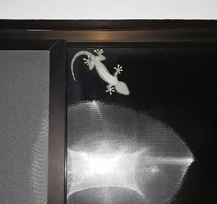 PHILIPPINE DESTINY: Butiki And Tuko Lizards Of The Philippines