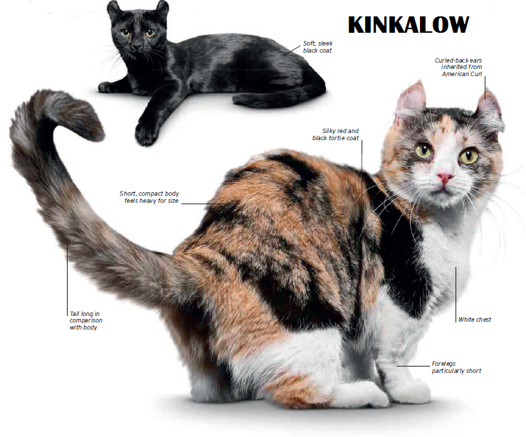 83 Jenis Baka Kucing (Bulu Pendek) yang Ada Di Dunia - Comel-Comel ...