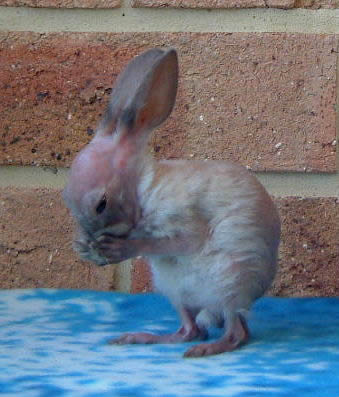 Voices For Rabbits: Breeders - Bold or Careless?