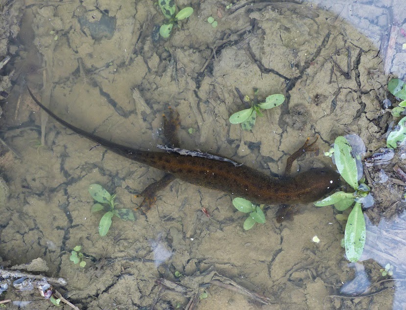 A Field Notebook: Surveying Great Crested Newts
