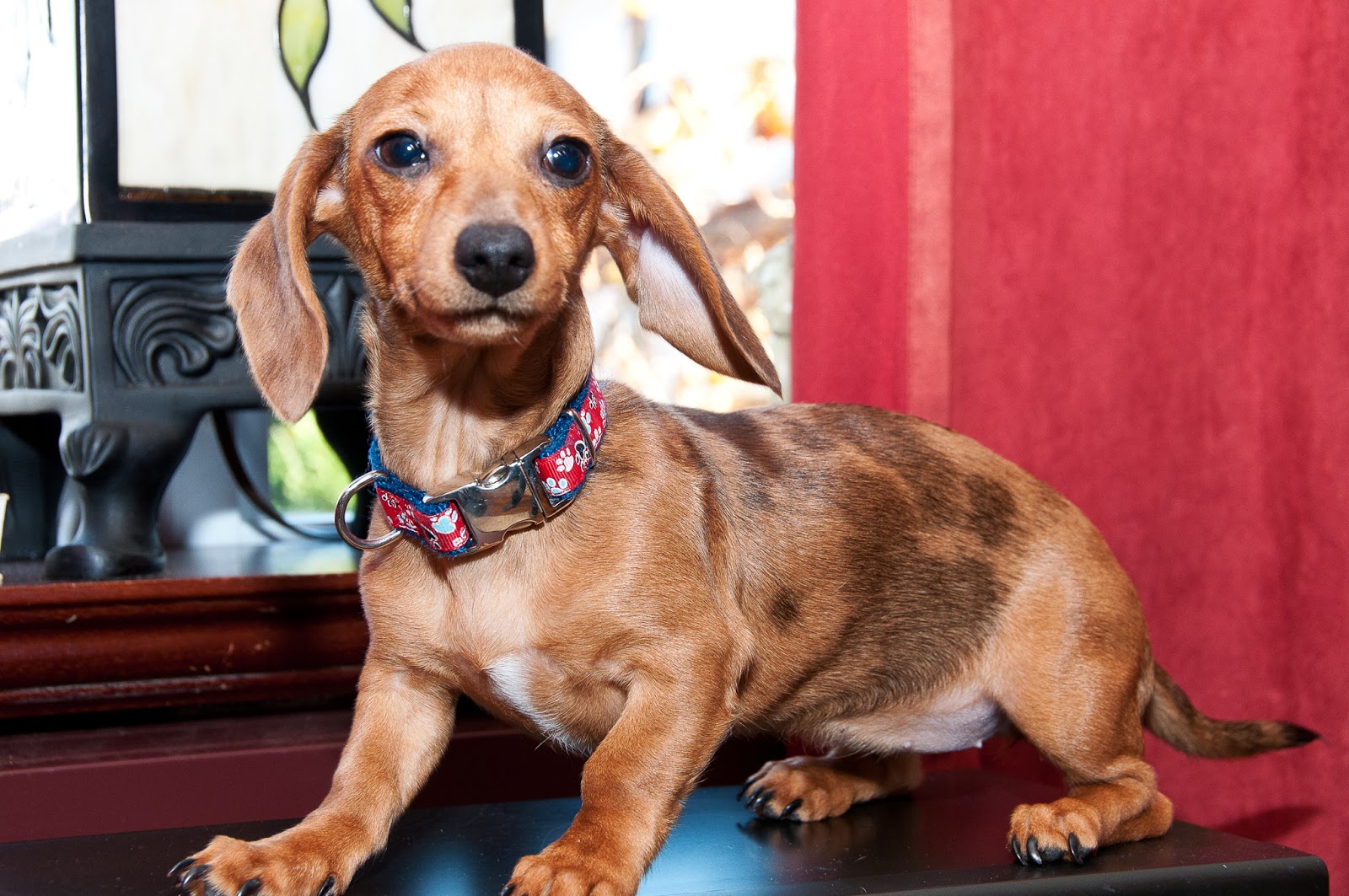 The Shannon Randall Blogwww.shannonrandall.com: Weenie Dog Photoshoot ...