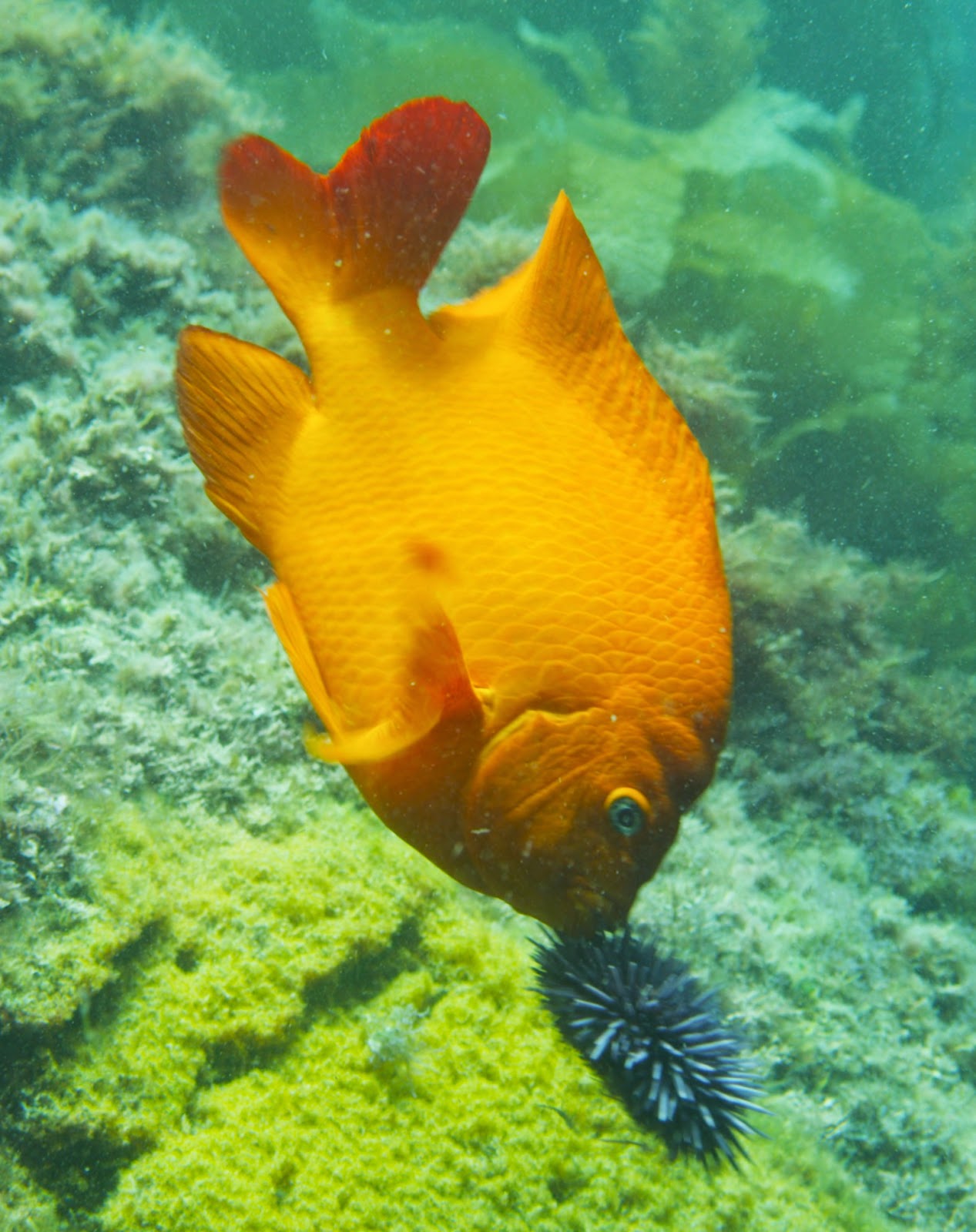 Bob Cranston Digital Cinema