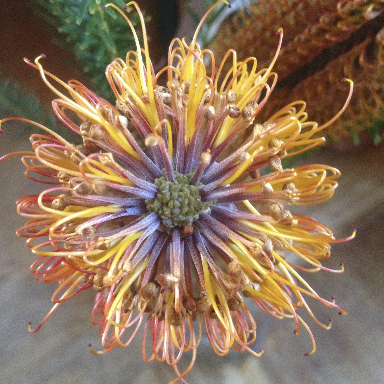 Swallows Nest Farm: 2015