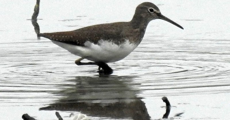 Birdbrain: Old Moor Reserve