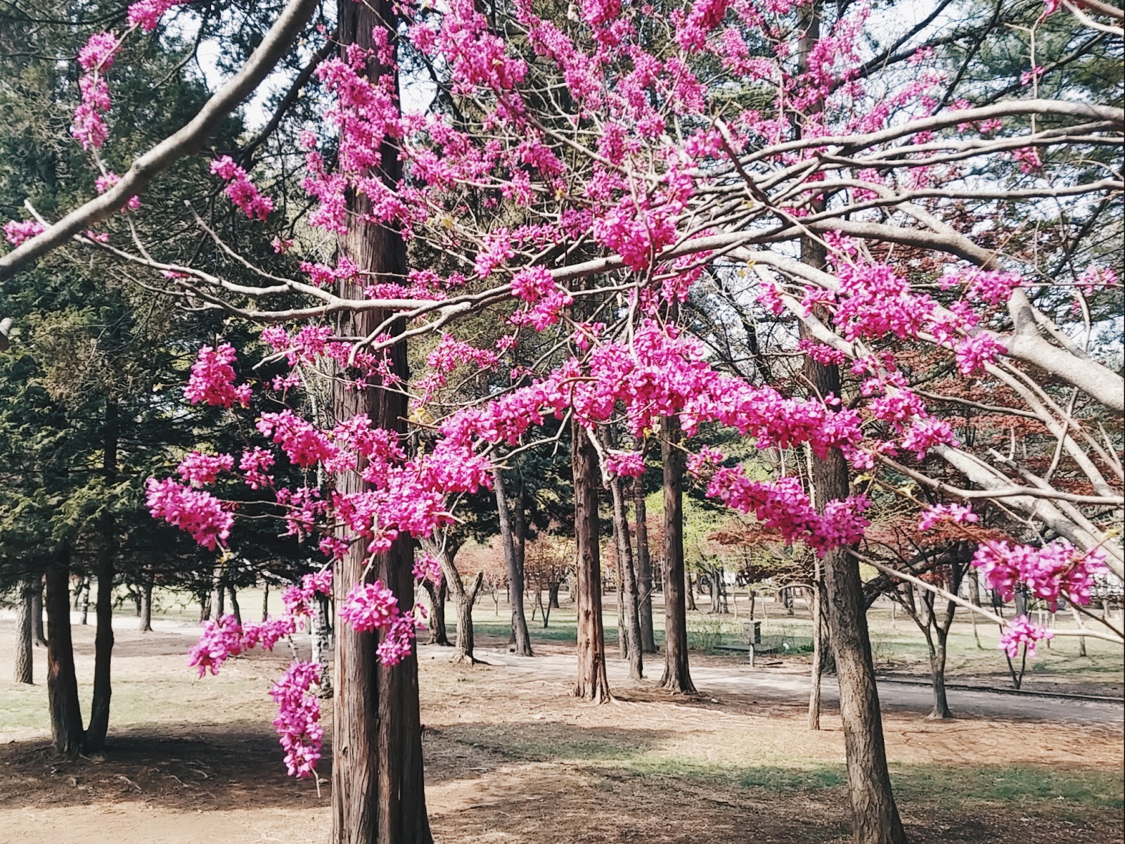 KOREA VACAY : WARM SPRING AT NAMI ISLAND - LEVINAPANGESTU