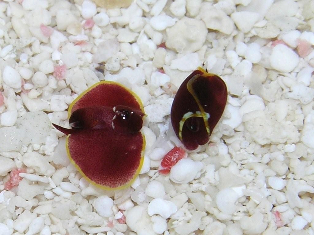 Real Monstrosities: Batwing Sea Slug