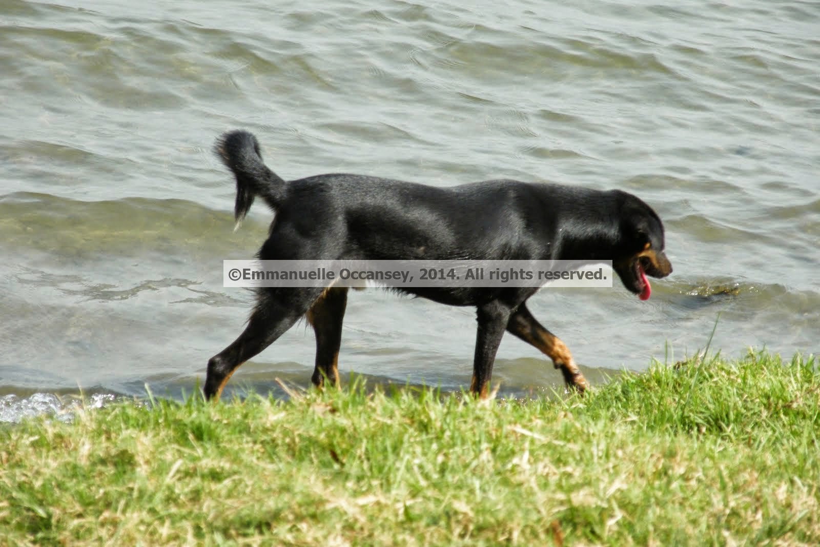 West African Dogs: Lake Bosumtwi, Ashanti Region, Ghana