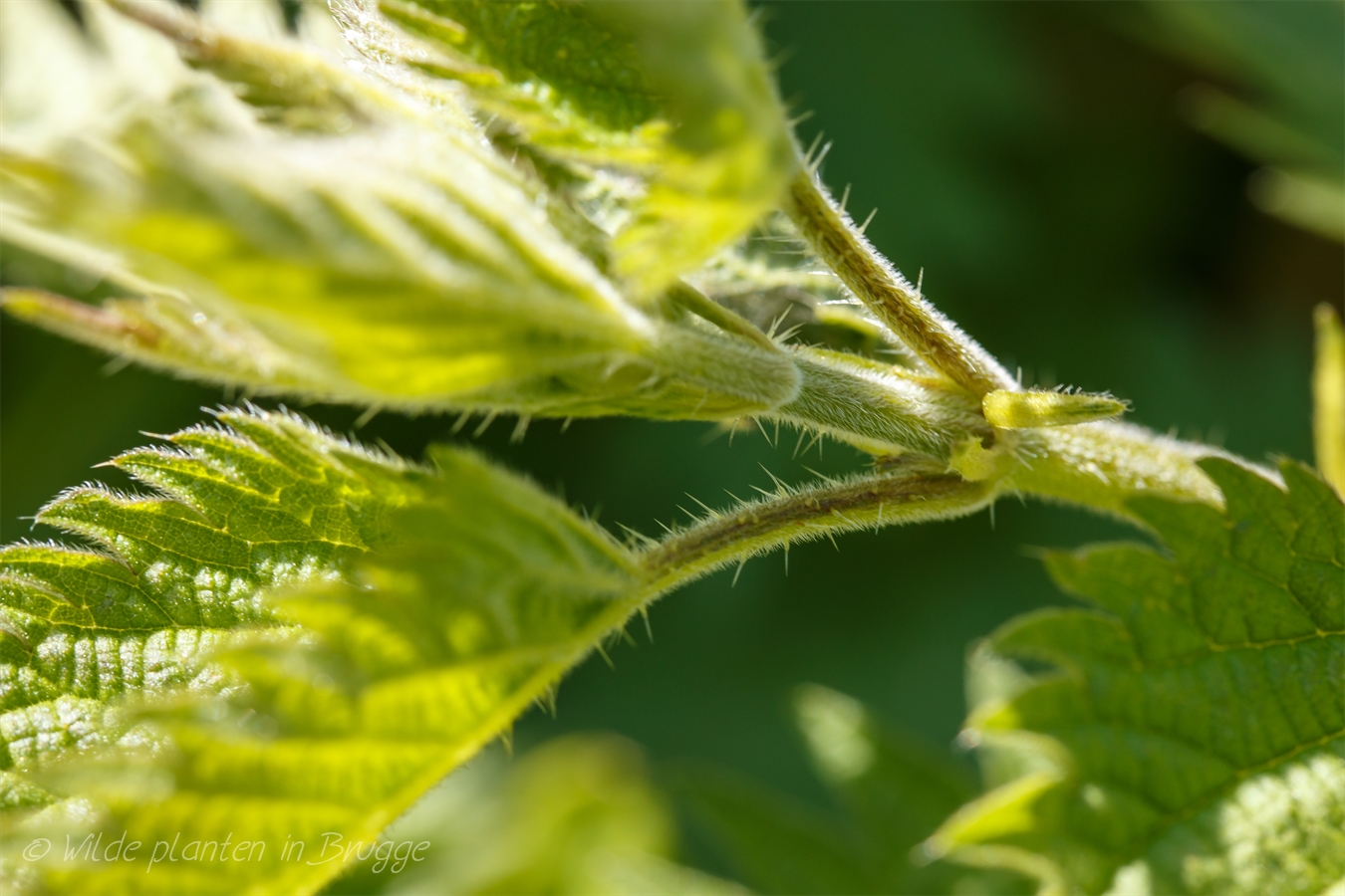 Wilde planten in Brugge: Brandnetel