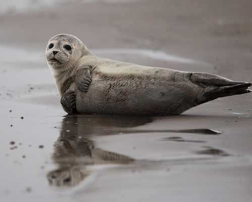Magdulaaa....:******: Foka pospolita.
