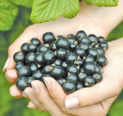 prirodno lecenje biljem