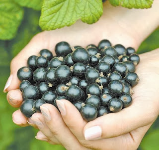 prirodno lecenje biljem