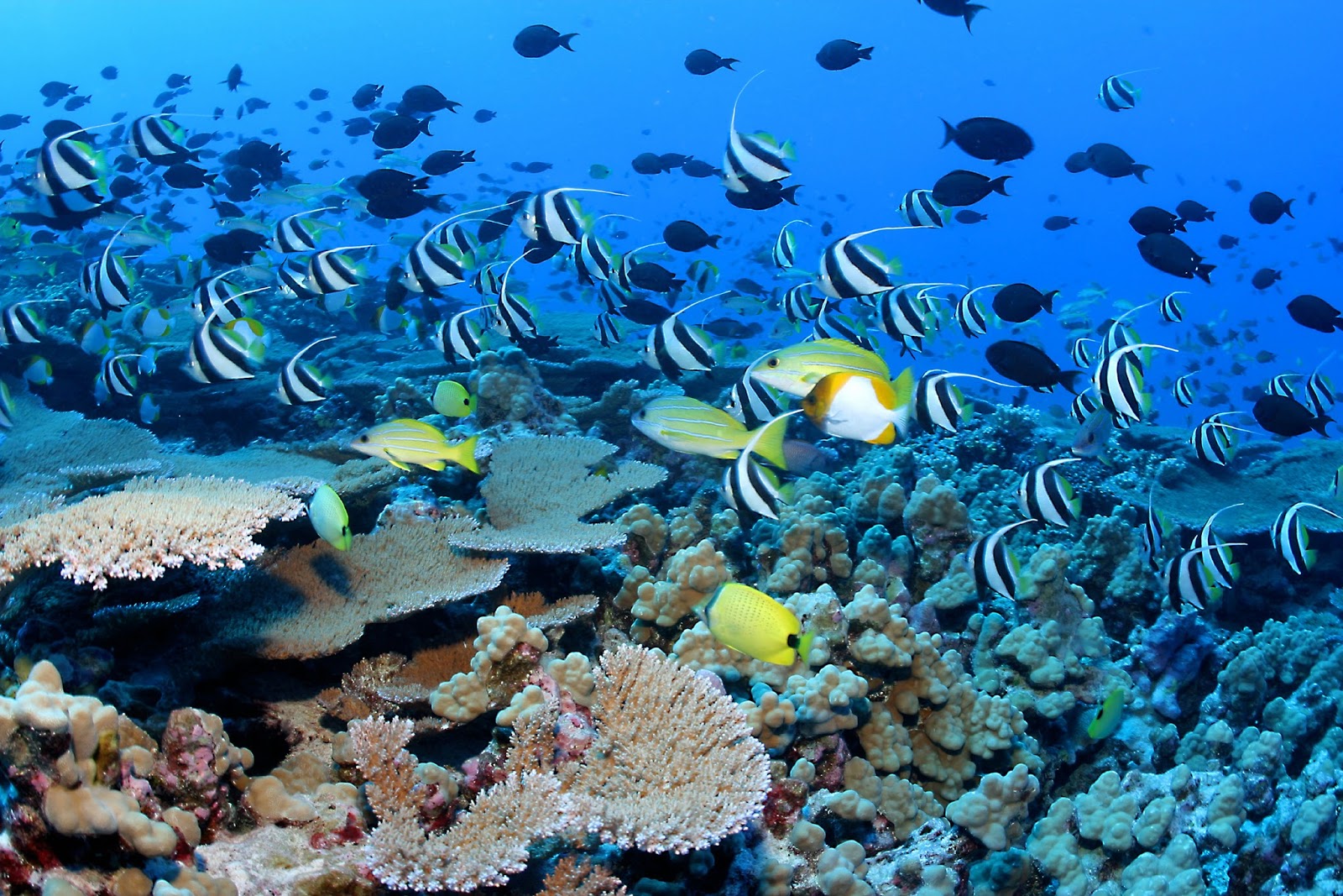 Biodiversity Science: Genetic diversity of coral reefs