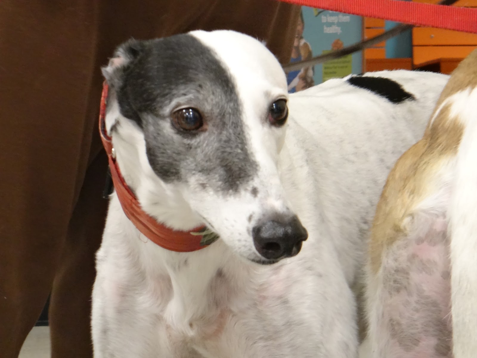 Northern Lights Greyhound Adoption Dog Blog: NLGA Photo Roundup ...