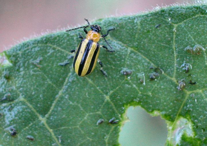 Wagner Farm Community Garden: The dreaded cucumber beetle arrives (dum ...