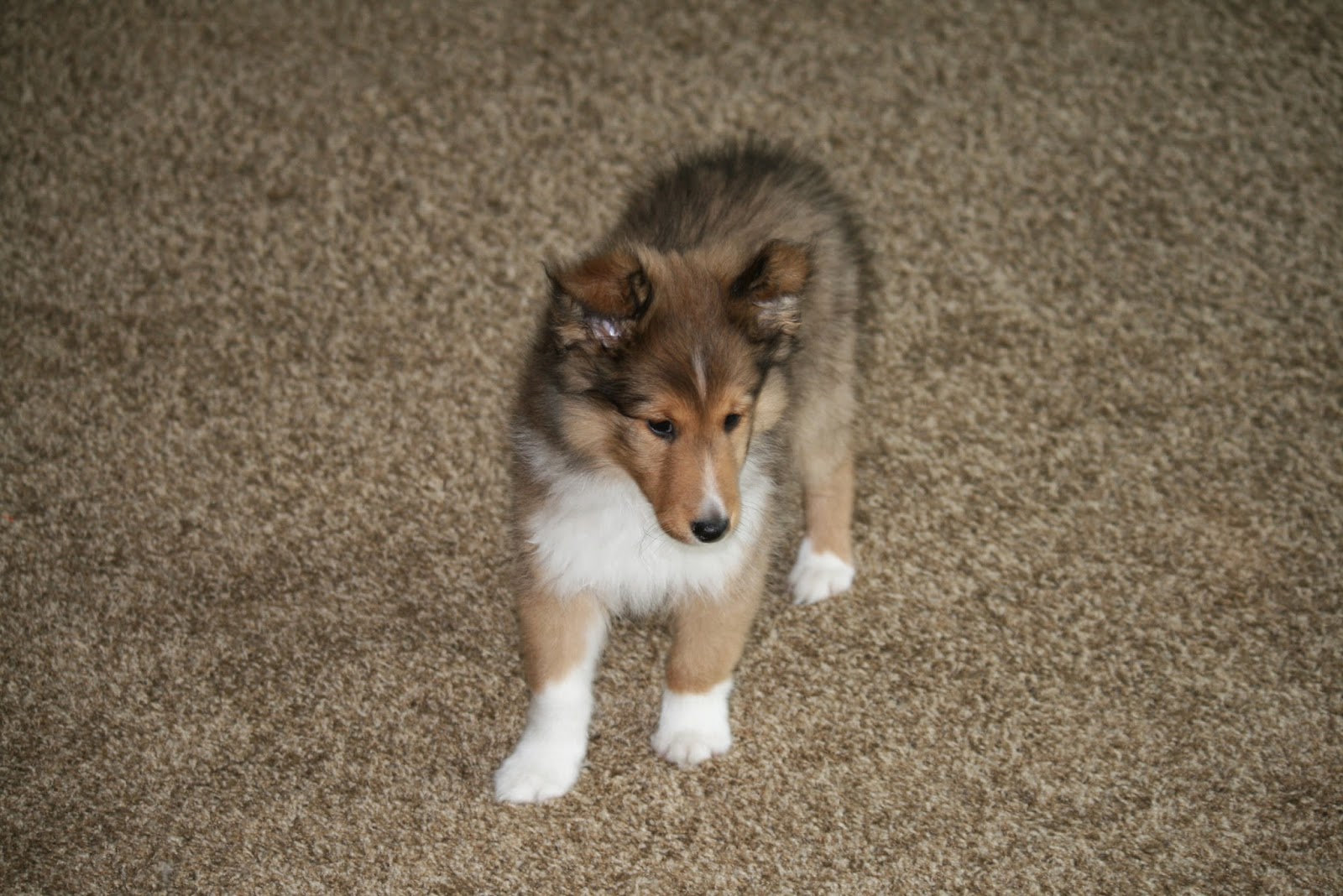 Hyper Hounds Shelties