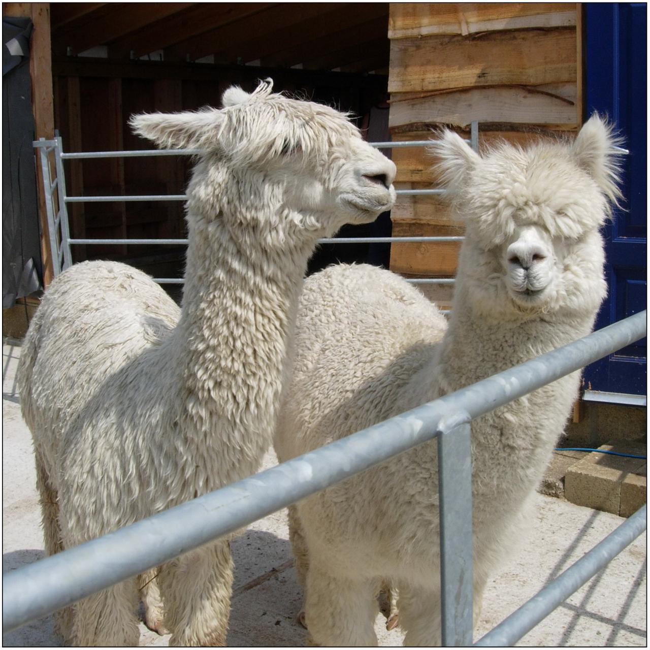 FELTING matters... : Shearing ALPACAS...