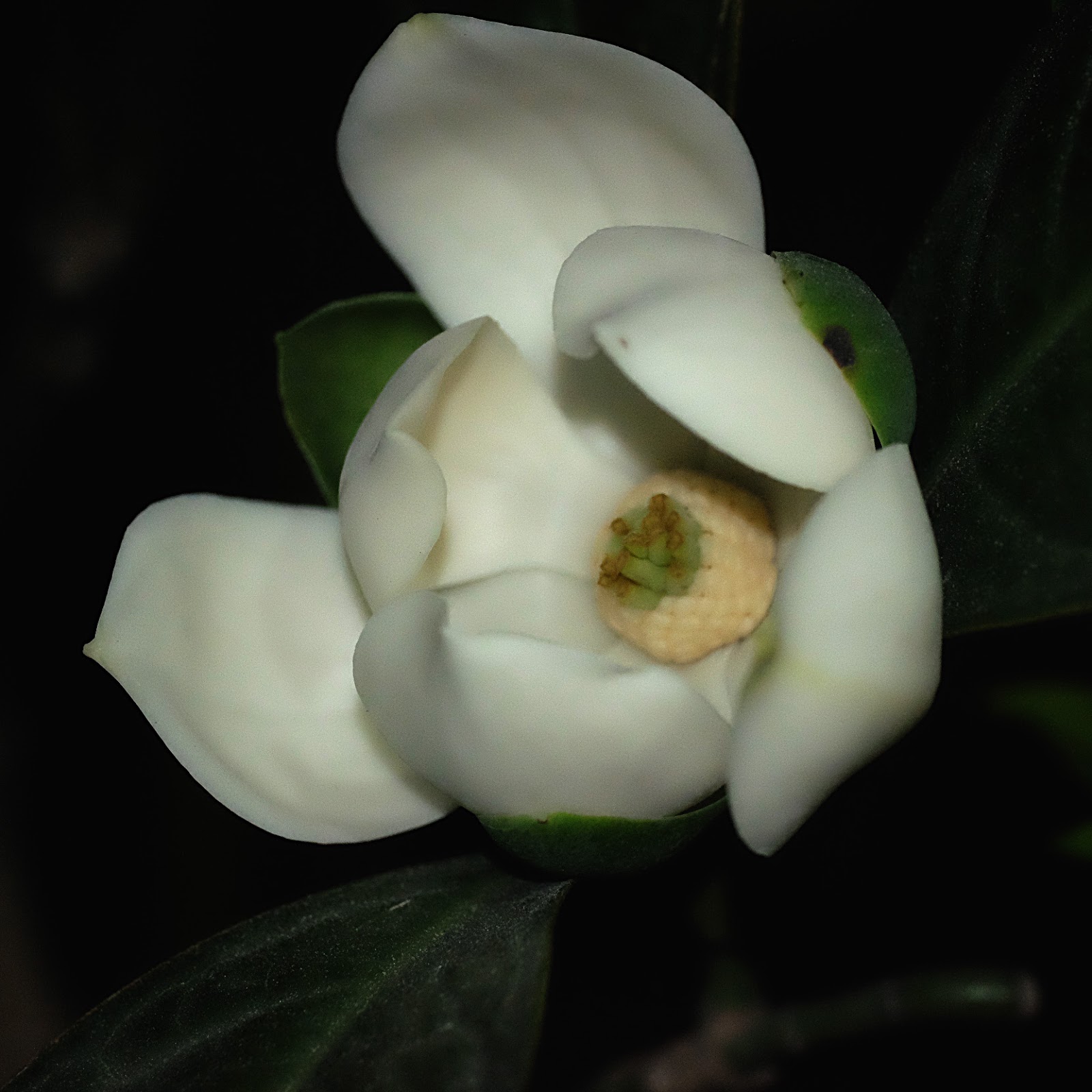 GARDENING: Coco/Coconut/Dwarf Magnolia (Magnolia coco) | Lady Rattus Blog