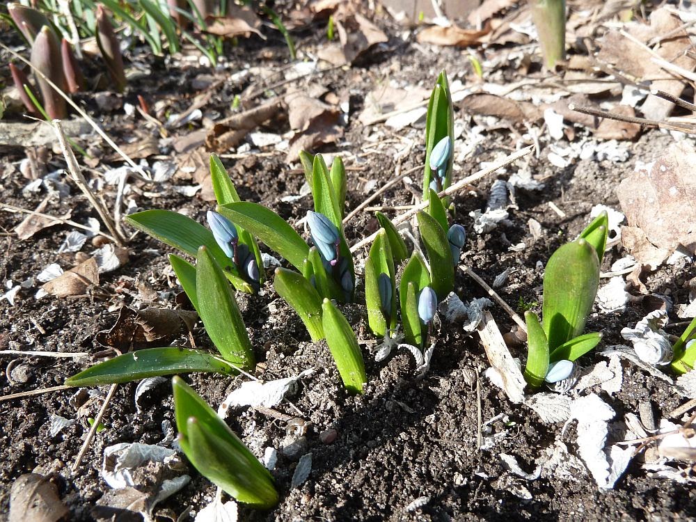 OLEN AIAS: KEVAD AIAS