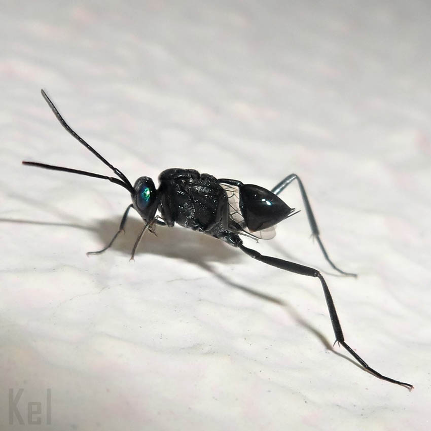 Insetologia - Identificação de insetos: Vespa Bandeira em Minas Gerais