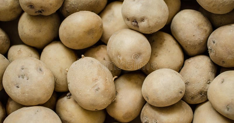 VIDA NATURAL: Plantio da Batata Orgânica