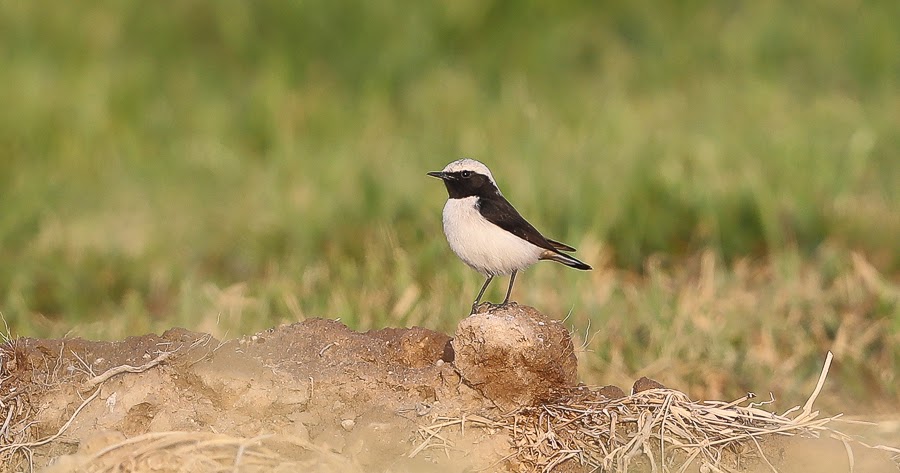 Birds of Saudi Arabia: Desert birds and migrants - Haradh