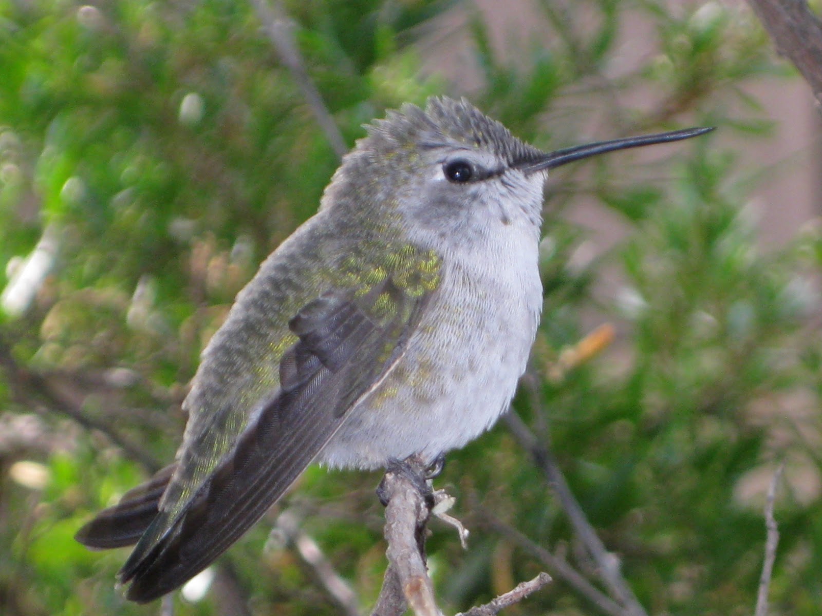 Benedictus: Ana's Hummingbird (Tucson, AZ)