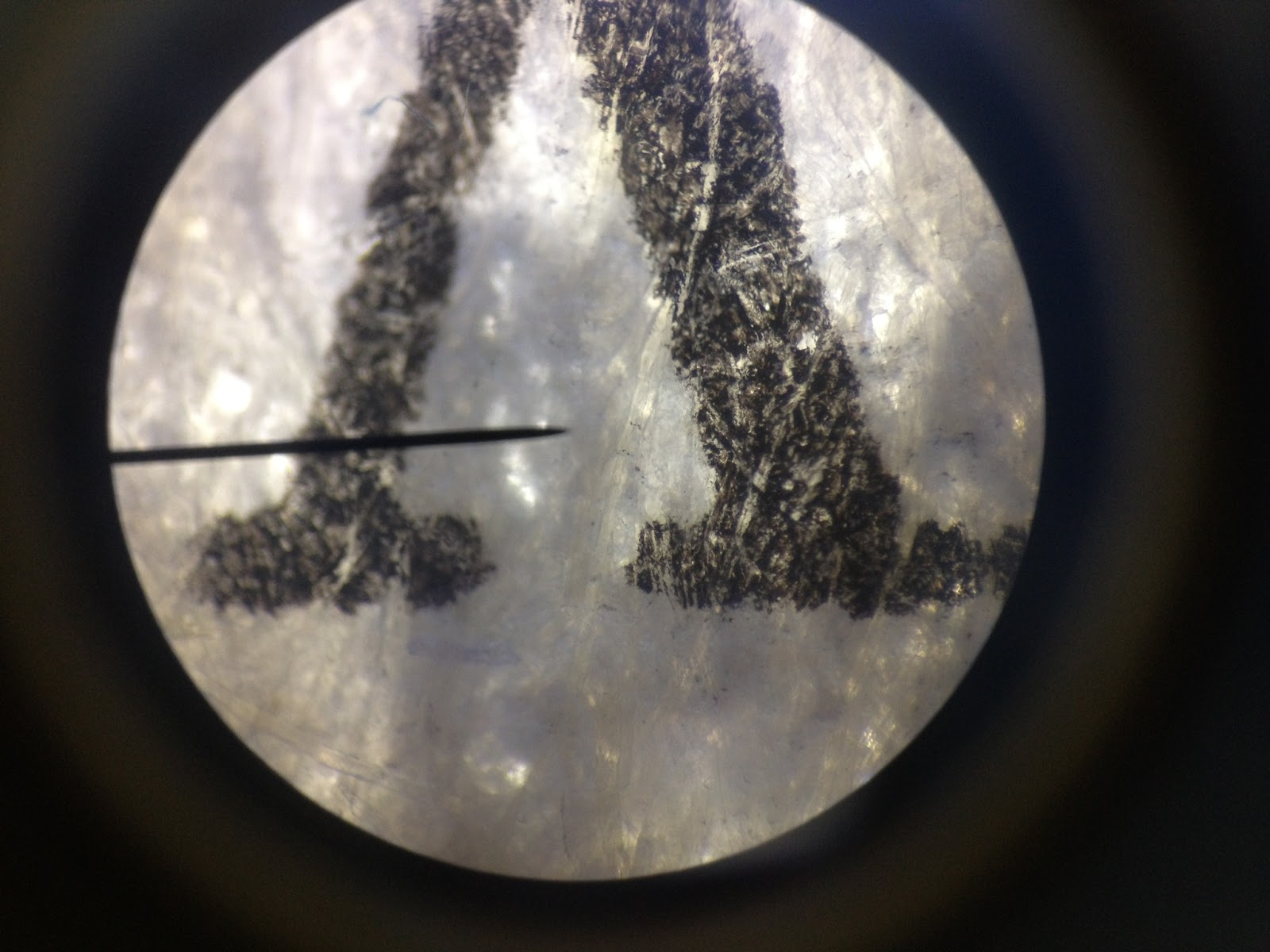 Newspaper Under A Microscope at Gay Edward blog