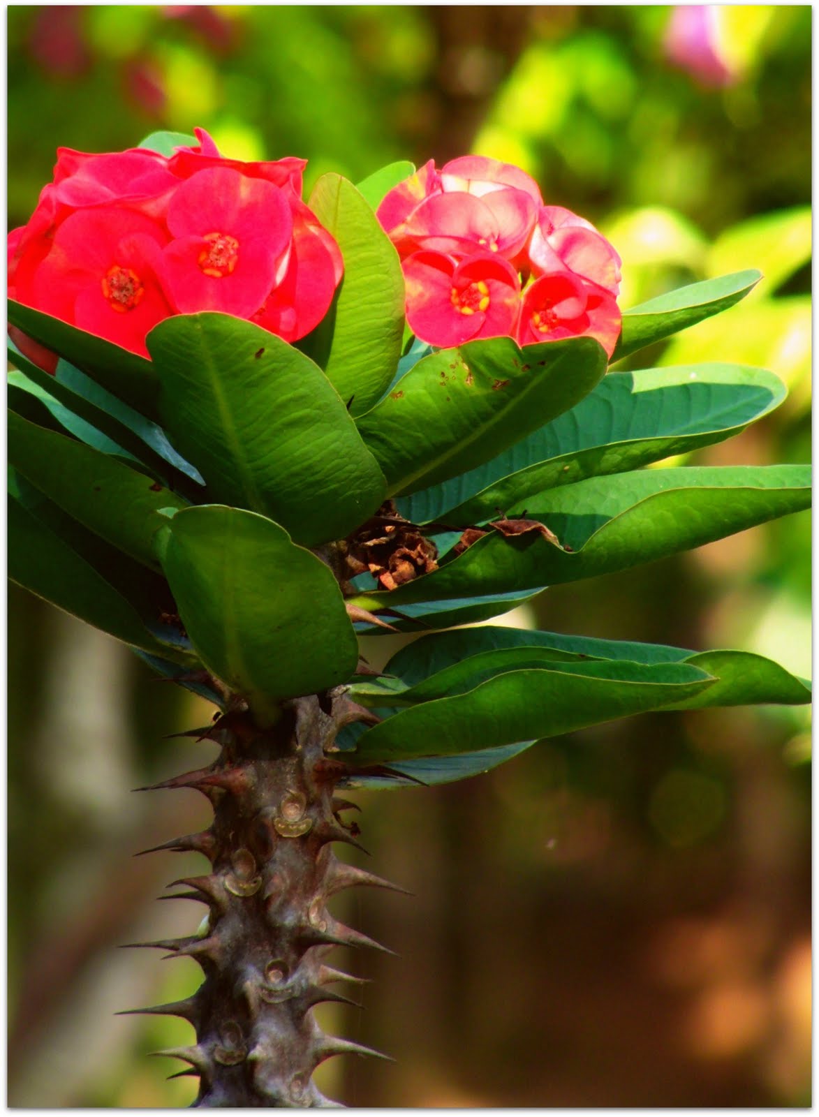 RIMA DANIA: Taman 1000 Bunga Melaka