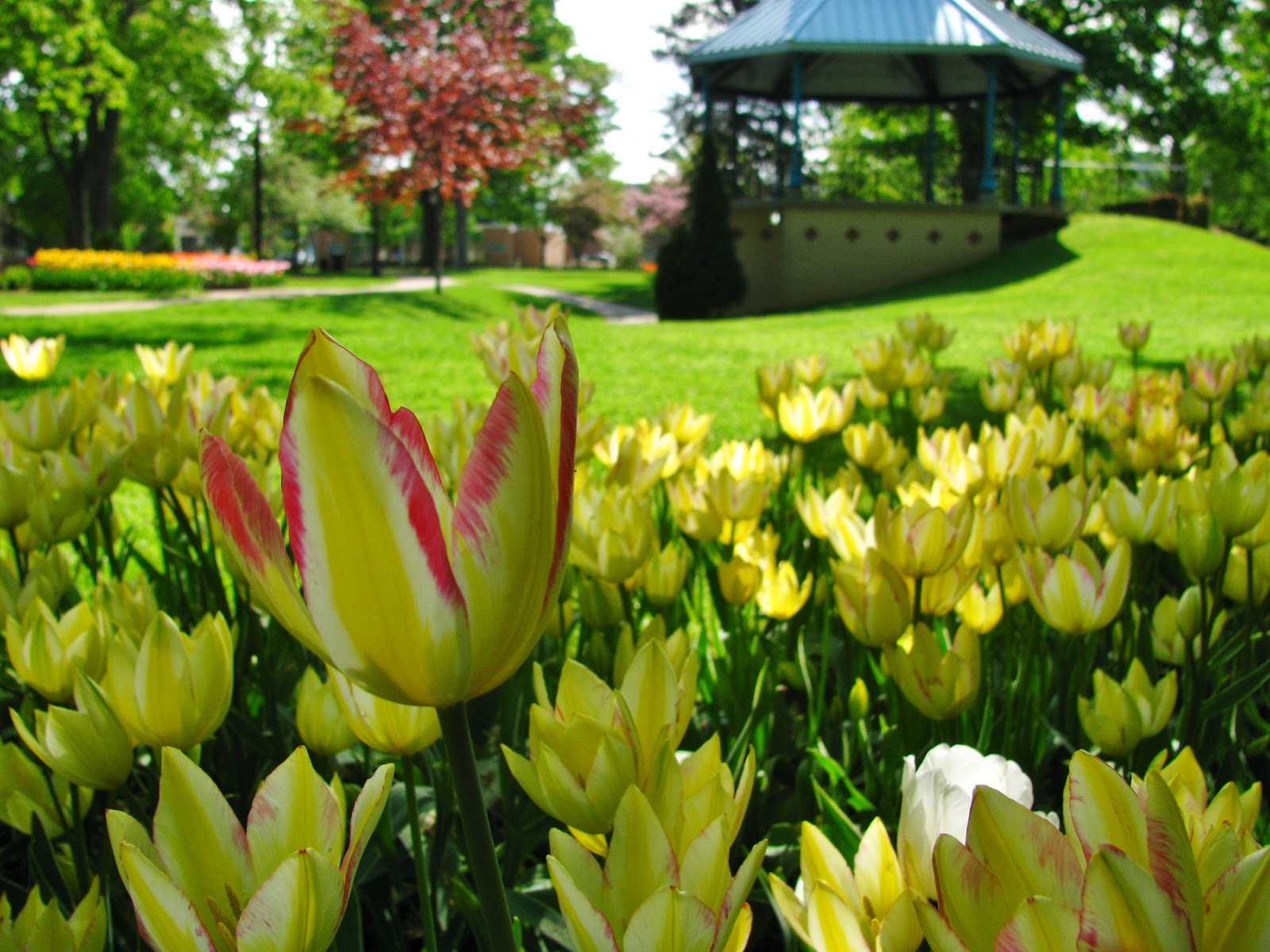 Life In Robin's Nest: A Plethora of Tulips