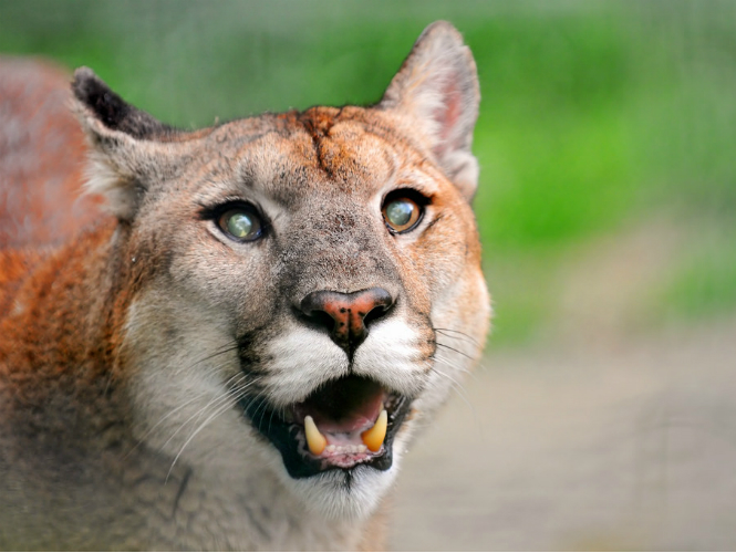 IMPRESIONANTE | Mujer pelea contra puma y salva a su hijo - Hoy Yucatán