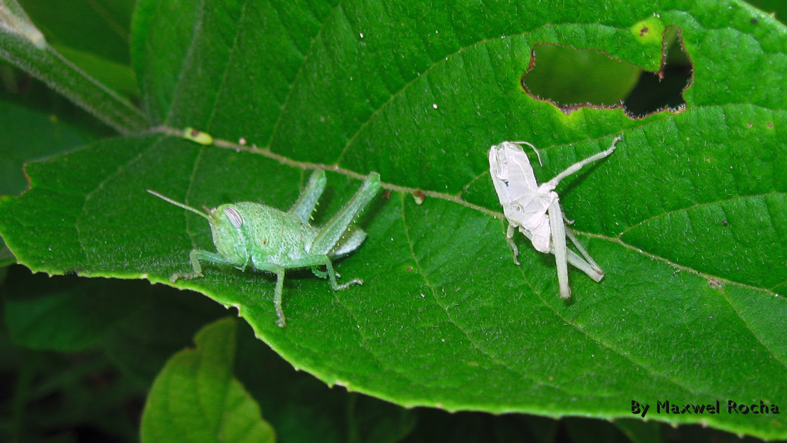 Macrofotografia por Maxwel Rocha: Grilos e Gafanhotos
