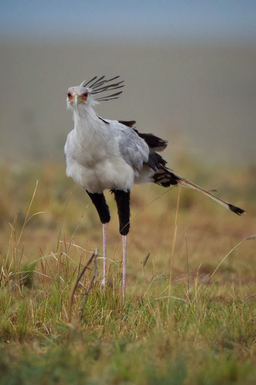 Feather Tailed Stories: Secretary Bird (Africa Series)