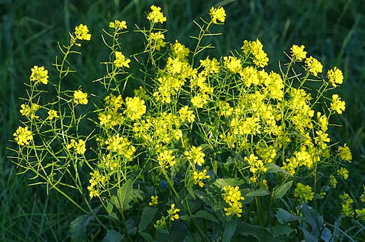 Ancient Food and Farming: Archaeological evidence for the consumption ...