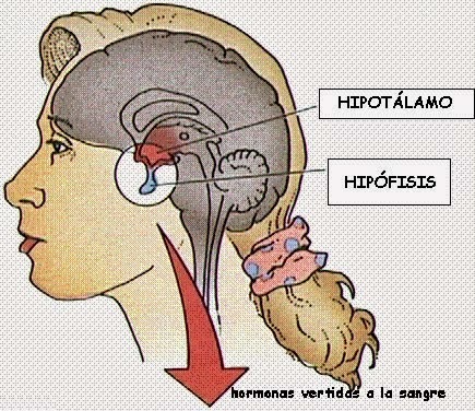 Portal de Neurocirugía: Tumores de la glándula pituitaria (Hipófisis)