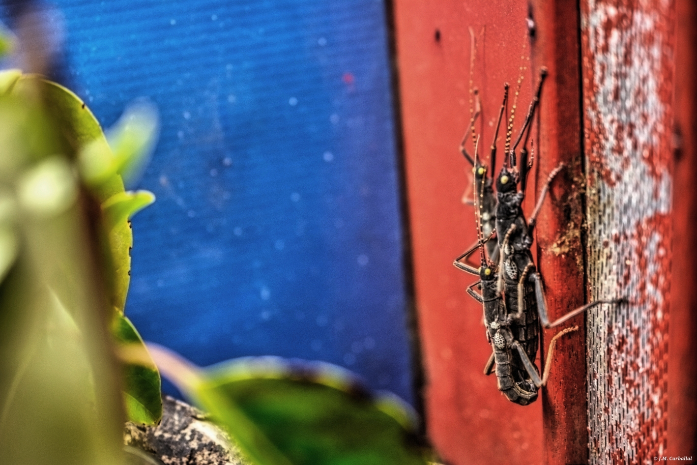 El Blog de Isa y Juan: Peruphasma schultei el insecto palo de Perú