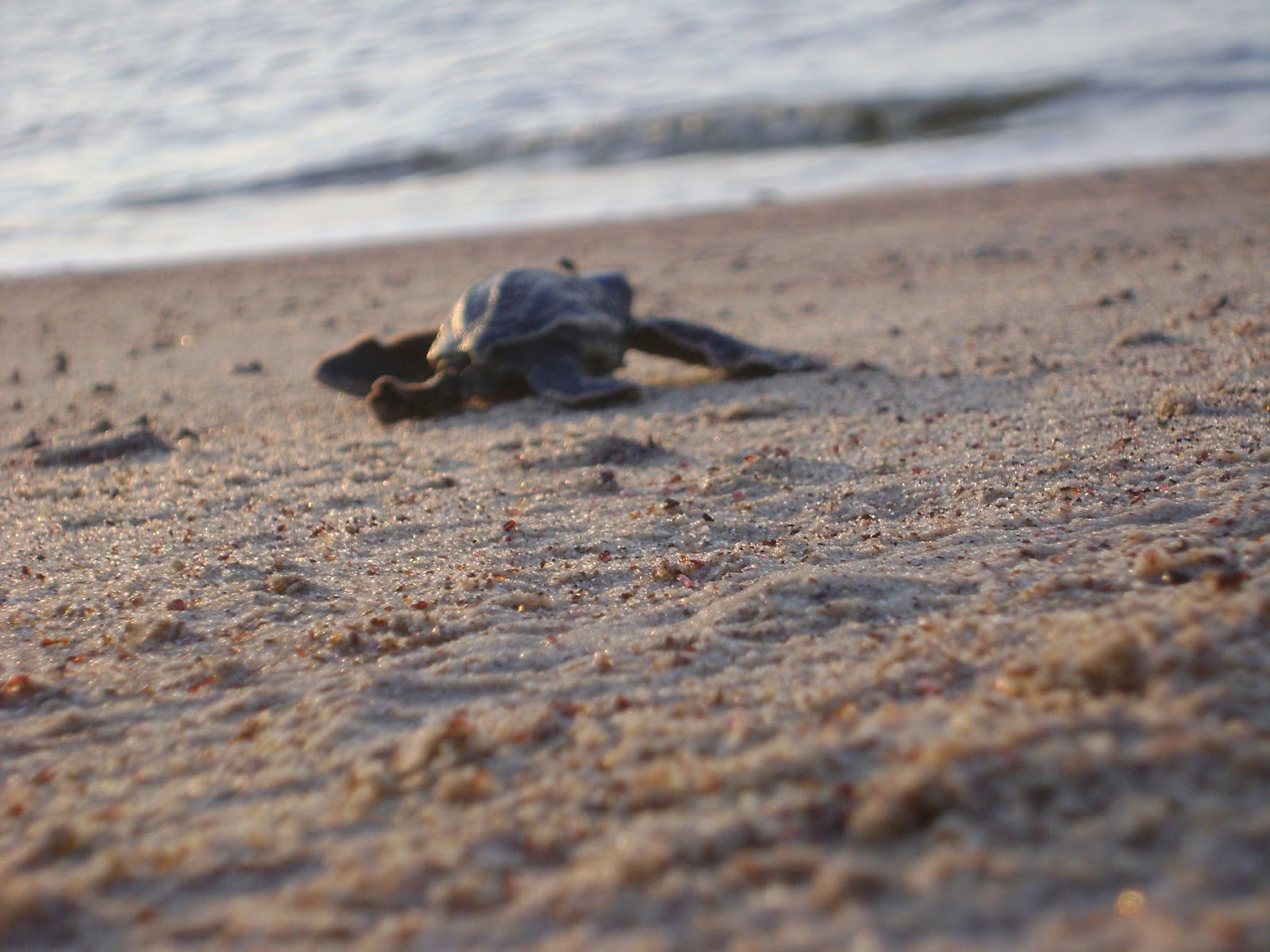 jlopezmb: Galibi Leatherback Turtles