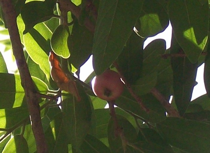 Azhinjal Tree - Nootreteeswarar Temple (Thiruvallur - Tamil Nadu) | My ...