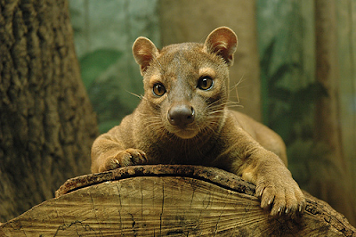 Natureza Que Nos Cerca: Fossa