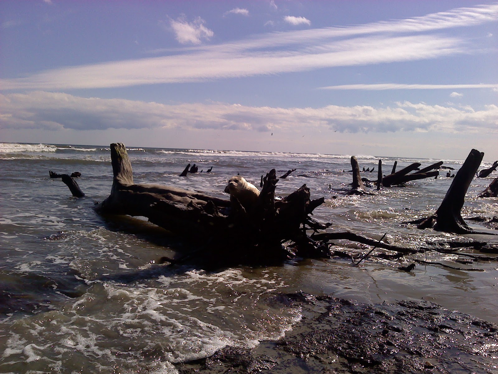 Carova Corner: So what is up with the Tree Stumps on the Beach?