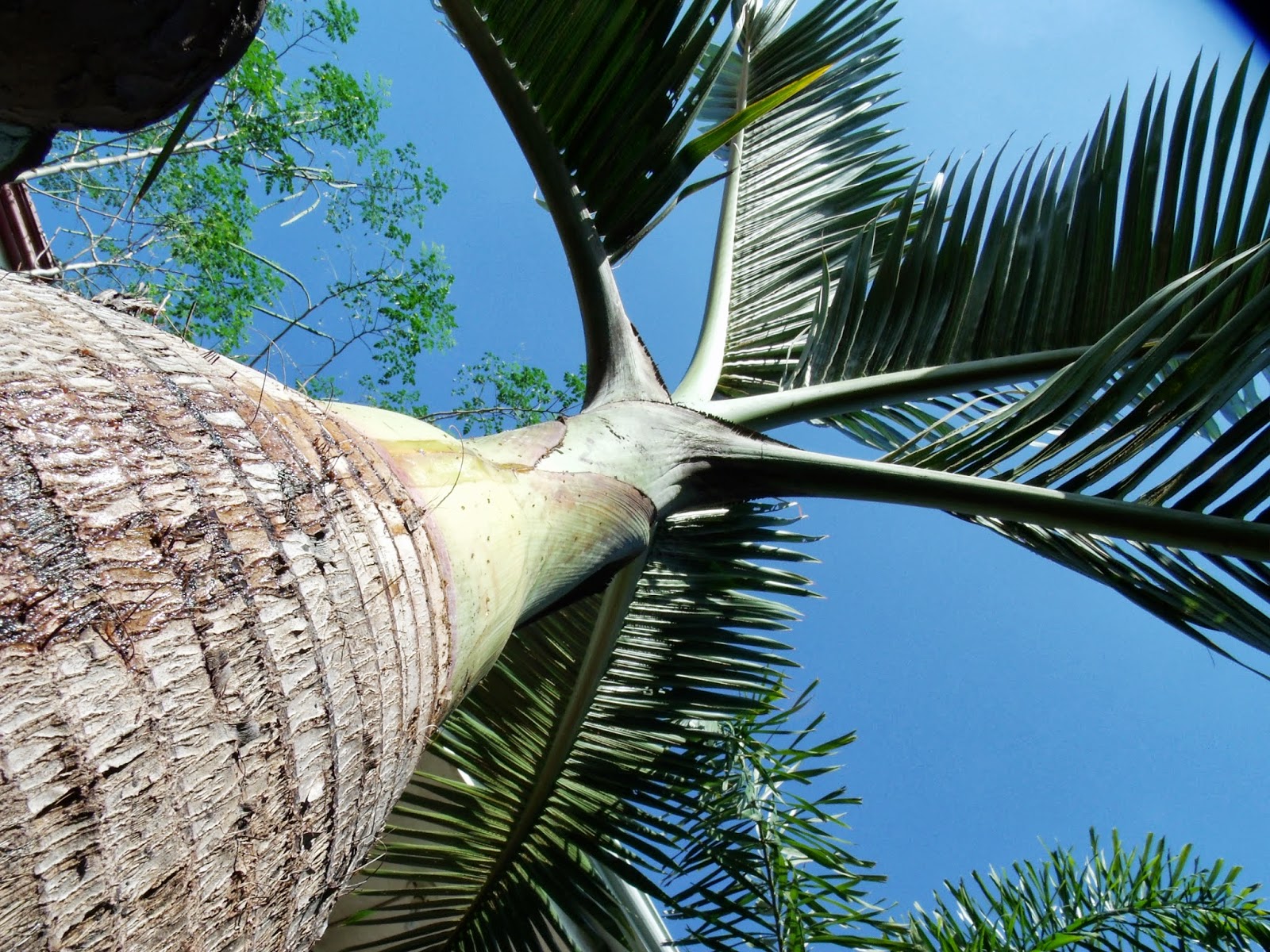 Simple Garden Thoughts