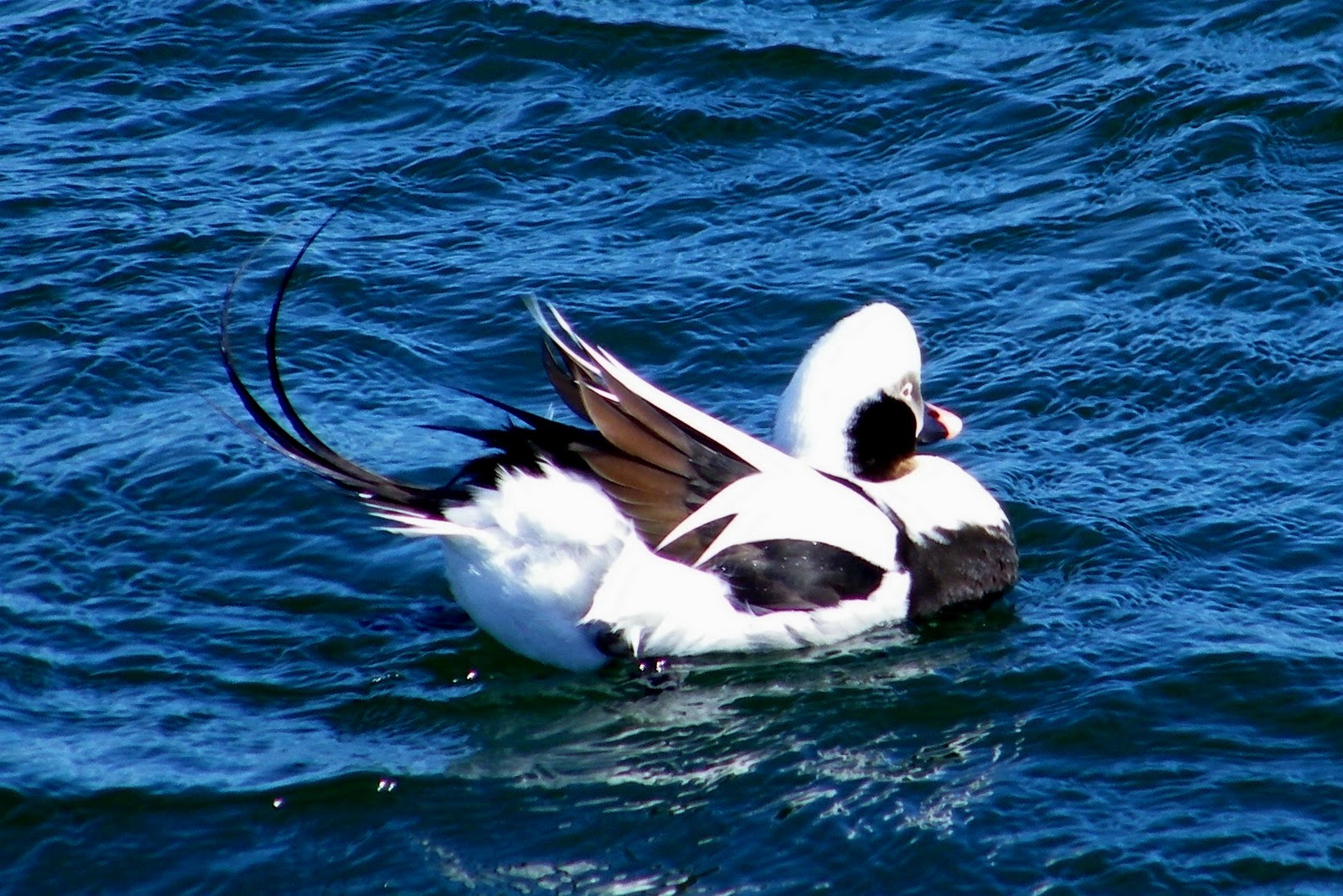 Mandrake Birding: Nemesis Bird 2 - Iceland Gull