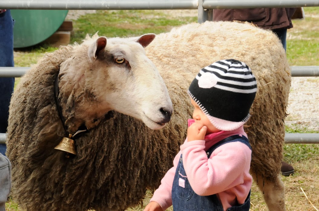 Punkin's Patch: Hugging Sheep - Part One