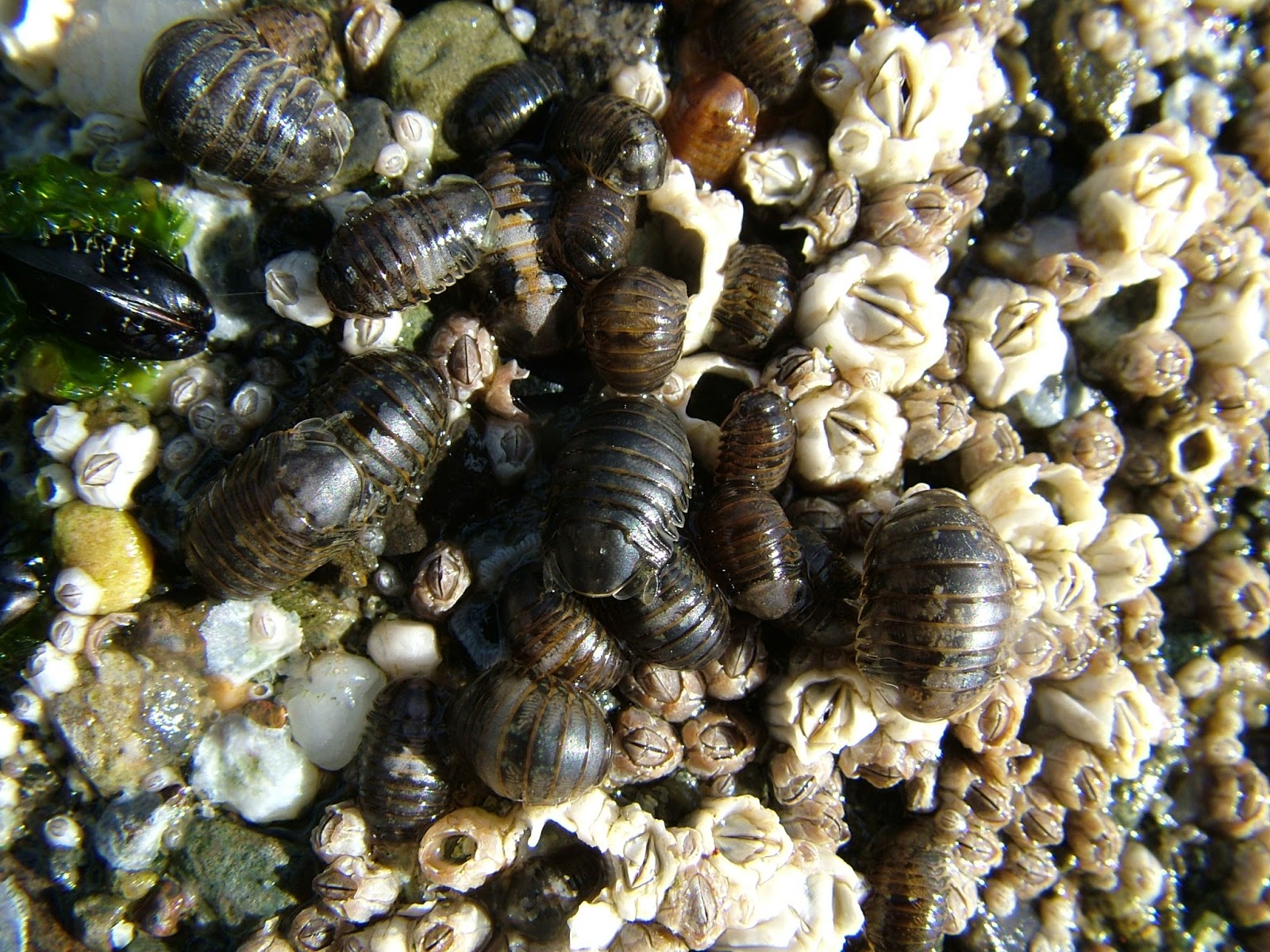 Buzz's Marine Life of Puget Sound
