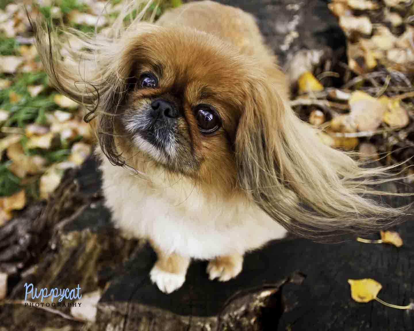 Puppycatandmouse/KimK Widmark : Precious Pekinese Dog Fall Photos in ...